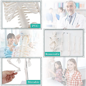 RONTEN Mini Size Human Skeleton Model, with Removable Arms and Legs 17.7” Anatomical Skeleton with Plastic Base for Anatomy Teaching and Studying, Colorful Poster Includes
