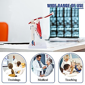 HINGONS Shoulder Joint Model with Muscle, Life Size Human Anatomical Shoulder Ligament Model for Patient Science Education and Anatomy Research (Includes a Base)