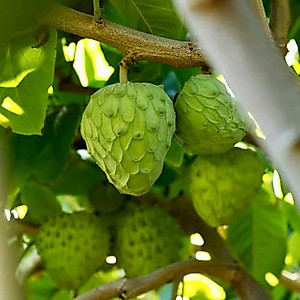 CHUXAY GARDEN Annona Cherimola-Cherimoya,Custard Apple,Sugar Apple Tree 5 Seeds Survival Gear Food Seeds Vegetables Fruit Survival kit Gardening Gifts