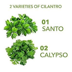 2 Types of Cilantro Seeds - 250 Calypso & 250 Santo Cilantro Seeds for Planting Indoors, Hydroponics or Aerogarden - Heirloom Seeds, Non-GMO, Santo Plant Seeds - Herb Seeds for Your Indoor Herb Garden