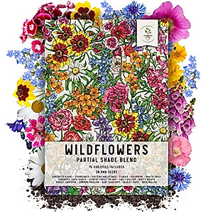 Seed Needs, 2.1 oz Bulk Package - 30,000 Seeds Partial Shade Butterfly Attracting Wildflower Mixture (99% Pure Live Seed - NO Filler) Annual Perennial Biennial