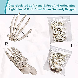 2023 Newest Human Model of Skeleton for Anatomy 67“ High with 200+ Bones Structures,Scientific Disarticulated Human Model of Skeleton Bundle for Anatomy, Full Size Male Skeleton Models with Poster,Skull, Bones, Articulated Hand & Foot