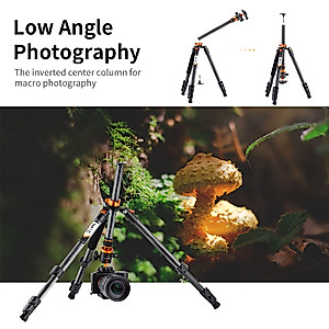 K&F Concept 63" Carbon Fiber Camera Tripods,D254C1+BH-28L Compact Tripod with Detachable Monopod, Metal Ball Head 10KG Load Capacity with Quick Release Plate for SLR DSLR Digital Camera/Camcorder