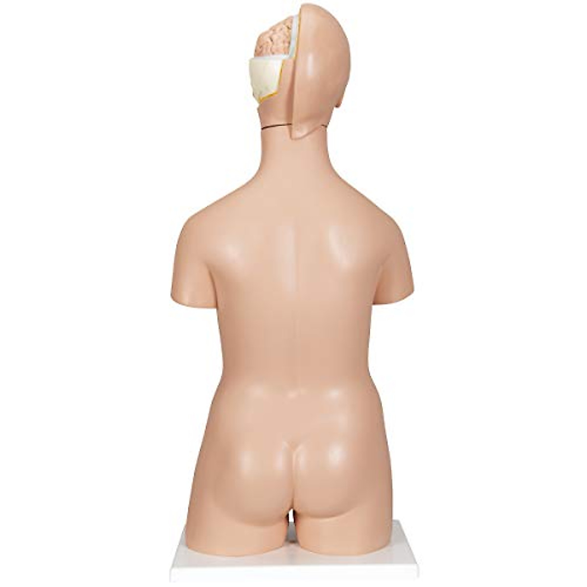 3B Scientific B32 Deluxe Dual-Sex Torso 20-part - 3B Smart Anatomy