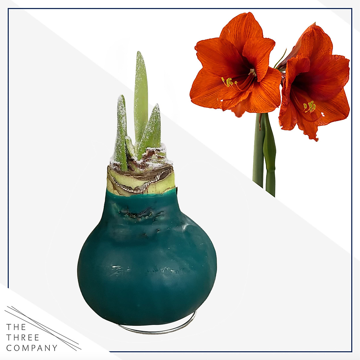 Waxed Amaryllis Bulb - Green - Easy Care - No Watering Needed - Beautiful Holiday Décor