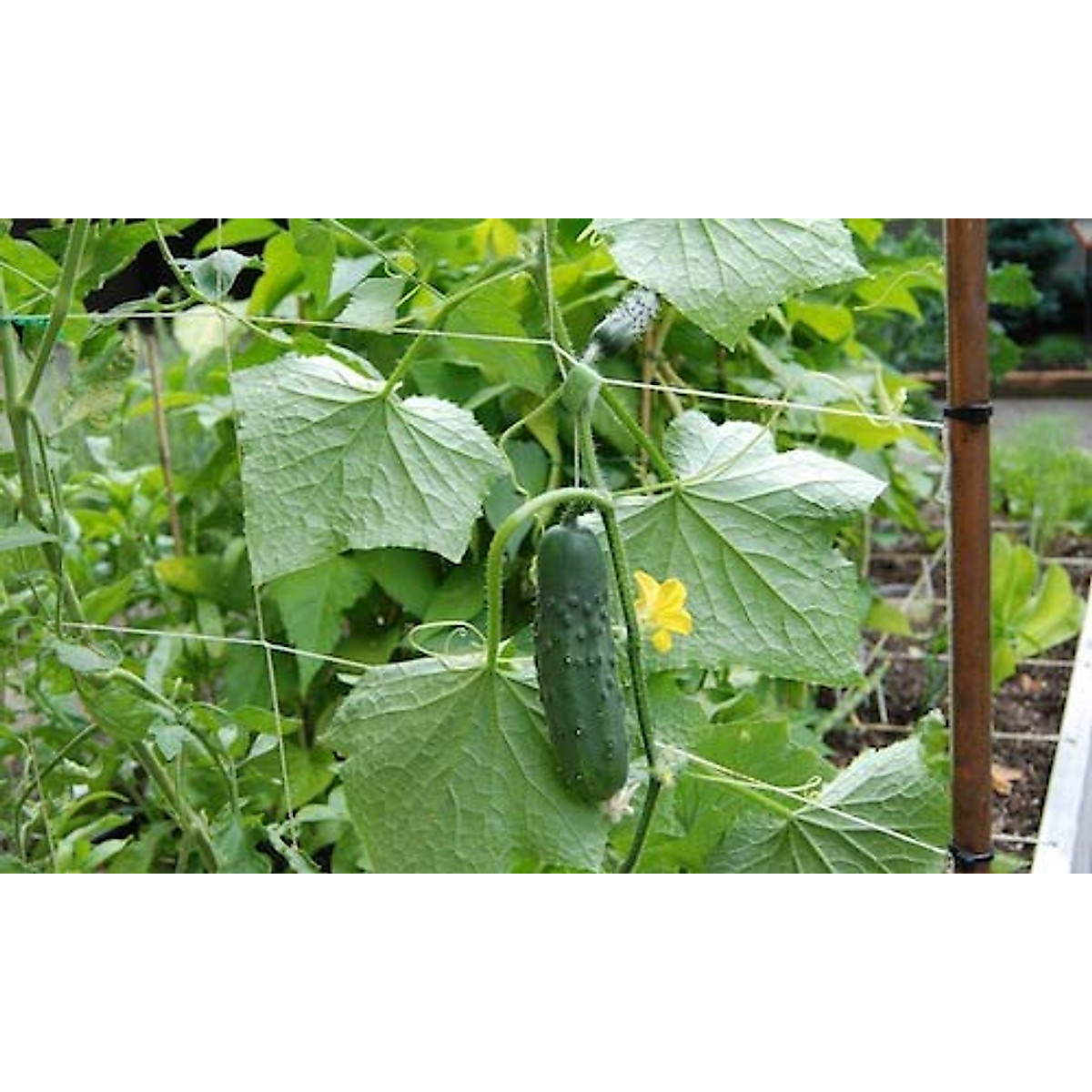 Happy Hydro - Trellis Netting for Garden - Support for Flowers, Tomato Plants, Vines, and More - 3.5 Inch Mesh - 5' H x 30' W
