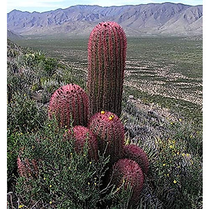 1151-Giant Red Barrel Cactus (ferocactus pilosus) Seeds by Robsrareandgiantseeds UPC0764425787808 Non-GMO,Organic,USA Grower,Bonsai,1151 Package of 5 Seeds