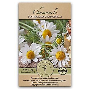 Gaea's Blessing Seeds - Chamomile Seeds - Non-GMO Seeds with Easy to Follow Planting Instructions - Seeds Heirloom Common German Germination Rate 88% Net Wt. 1.0g