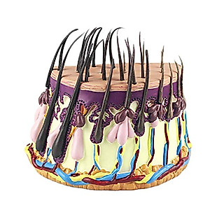DEAVER Educational Model Human Hair Anatomical Magnification Model Anatomical Skin Model Growth Process Hair Follicle Anatomy Model,Medical Models