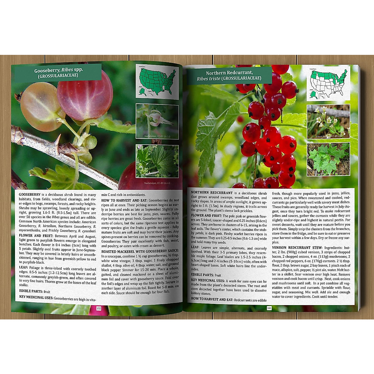 The Forager’s Guide to Wild Foods