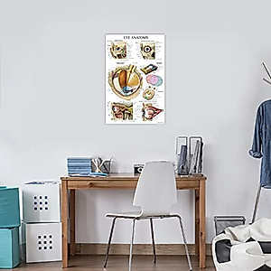 Palace Learning LAMINATED Eye Anatomical Poster - Human Eye Anatomy Chart - 18" x 24"