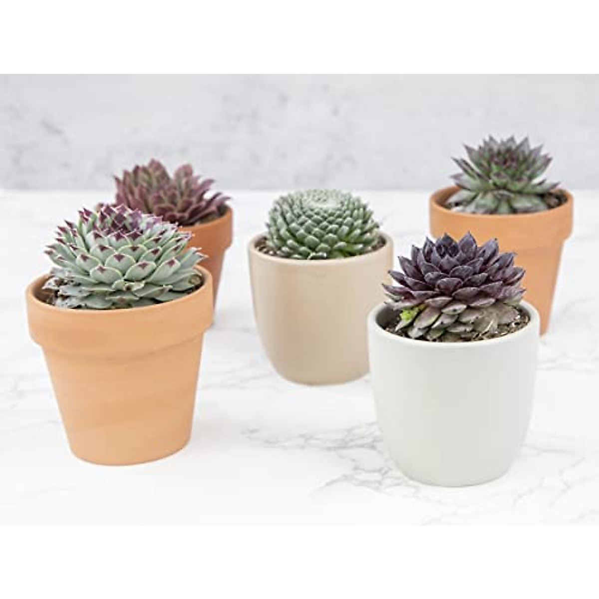 Sempervivum Succulents Plants Live Indoor Plants (5PK), Sempervivum Plants Live Houseplants, Hen and Chicks Live Plants Indoor House Plants, Rosette Succulent Plants in Plant Pots by Plants for Pets