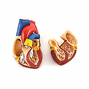 QWORK Human Heart Model, Anatomically Accurate Numbered 2-Part Life Size Heart Medical Model with 34 Anatomical Structures, Held Together with Magnets on Base