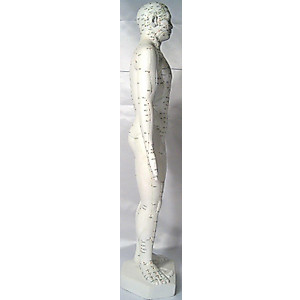 Human Acupuncture Model, Height 20"
