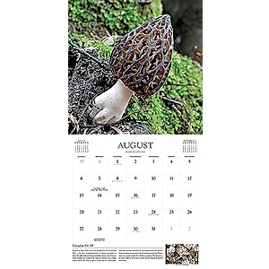 Fantastic Fungi Wall Calendar 2023: For Mycologists, Artists, Foodies, Ecologists, Doctors, and Explorers