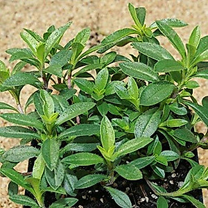Summer Savory Seeds - Every herb Garden Needs Savory Seeds-(25 - Seeds)