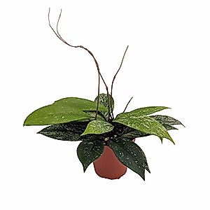 Rare Pubicalyx Wax Plant - Hoya - Collector's Series - 4" Pot