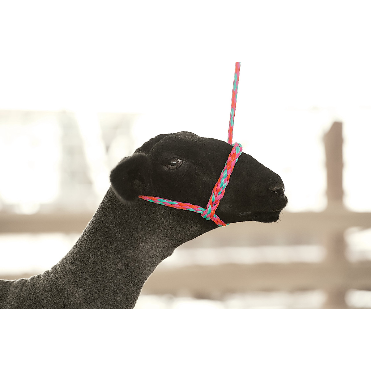 Weaver Livestock Poly Rope Sheep Halter, Modern Style Braid Sheep and Goat Rope Halter, Adjustable Lamb Halter Lead, Livestock Sheep Showing Supplies