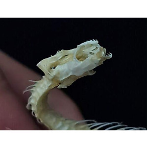 Real Snake Skeleton Animal Specimen in Science Classroom Specimens for Science Education