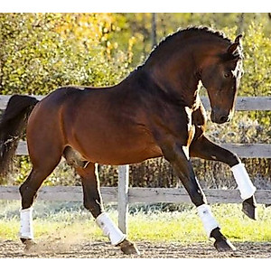 Dressage Sport Boot Color: White, Size: XL (DSBXLW)