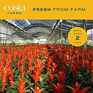 Costa Farms Bromeliad Live Plant, Live Indoor Flowering Plant, Houseplant Potted in Nursery Grower Pot Planter with Potting Soil Mix, Tabletop Room Decor, Grower's Choice, 12-Inches Tall