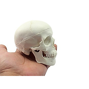 Doc.Royal Education Mini Skull Human Medical Anatomical Head Bone Skull Bone Model