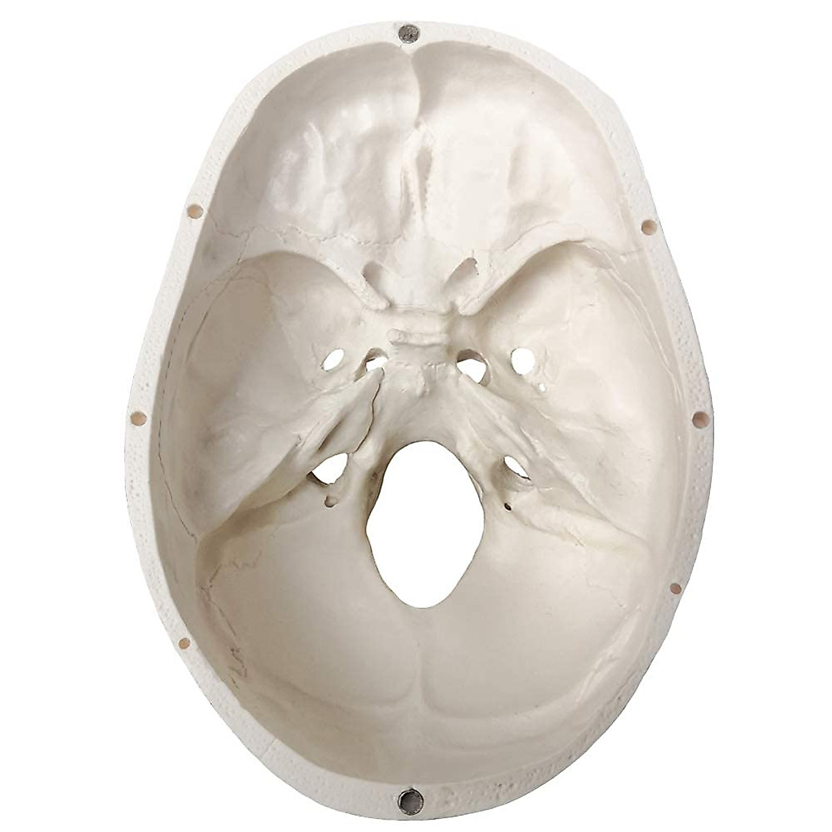 Evotech Scientific Human Adult Skull Anatomical Model, Medical Quality, Life Size (9" Height) - 3 Part - Removable Skull Cap - Shows Most Major Foramen, Fossa, and Canals - for Medical Student