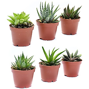 Live Indoor Succulent Plants – 2-inch Assorted Small Succulent – Real Fully Rooted Indoor Succulent Plants (6)