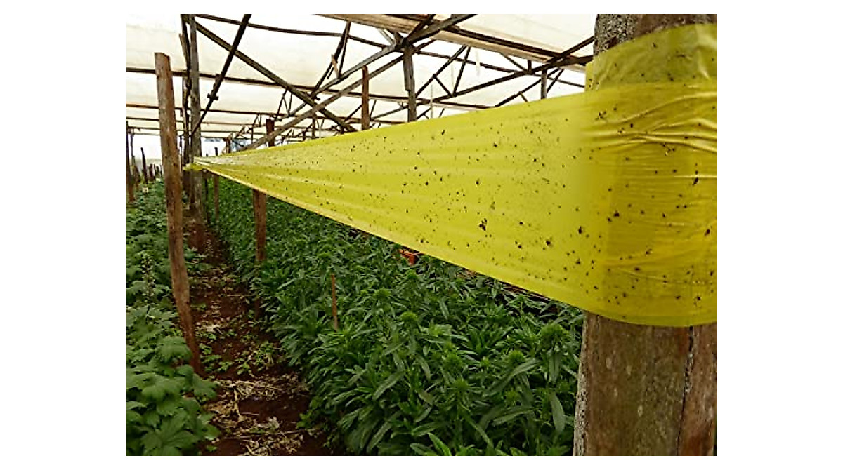 Giant Yellow Sticky Traps - Effective Pest Control for Indoor & Outdoor ...