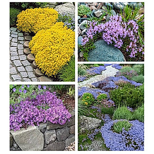 3000+ Mix Creeping Thyme Seeds Ground Cover for Planting , Heirloom Thymus Serpyllum , Ground Cover Plants Easy to Plant and Grow, Non-GMO Yellow, Pink, Blue