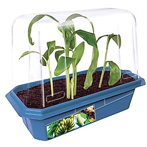 Grow Your Own Bananas Sprout Terrarium - Indoor Banana Growing Starter Kit - Complete Supplies to Cultivate Edible Mini Bananas at Home - Plants Grow up to 1 Foot per Month - Easy & Fun for All Ages