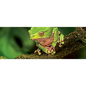 Exo Terra Bendable Moss Vine, Reptile Terrarium Decoration, Small