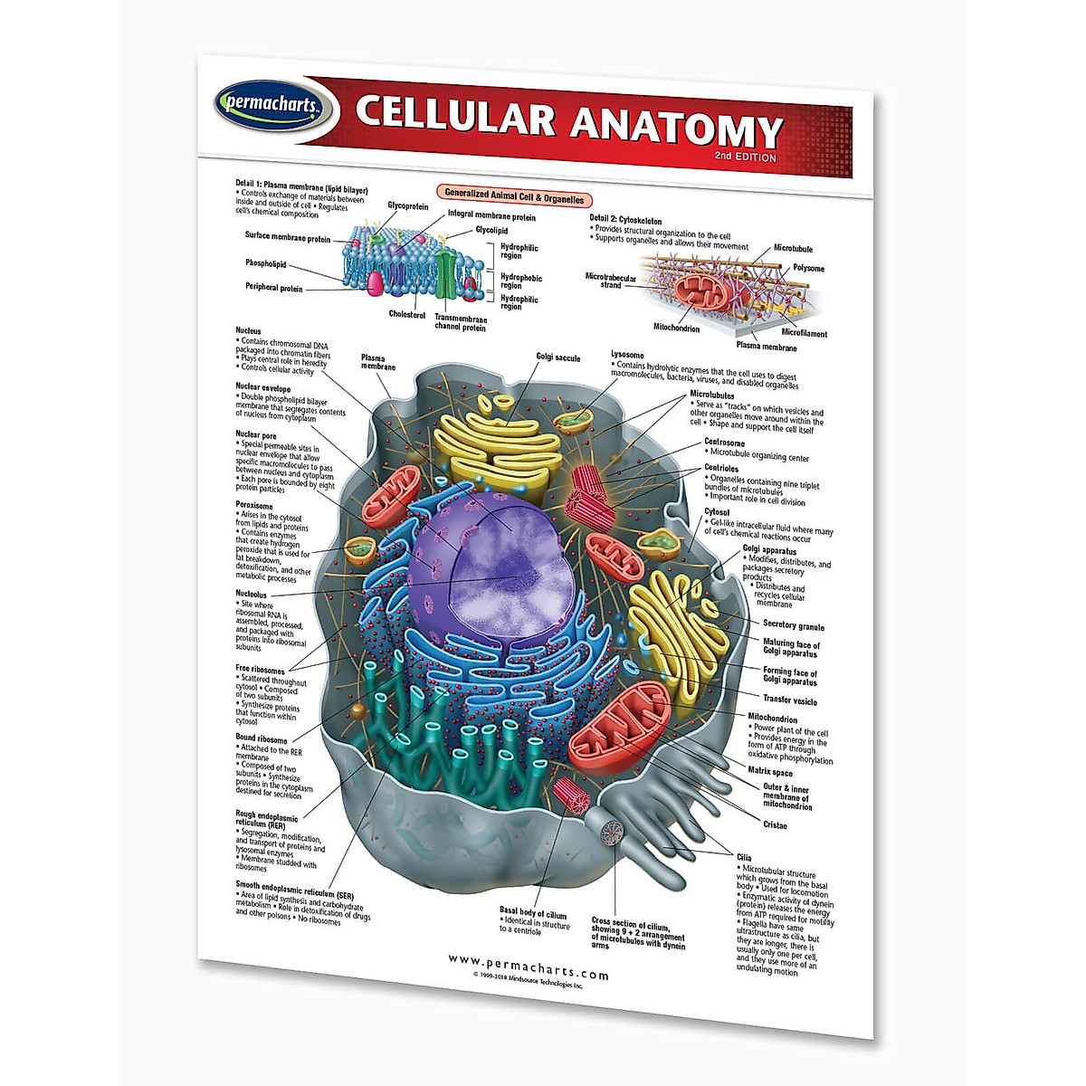 Cellular Anatomy Quick Reference Guide - Permacharts