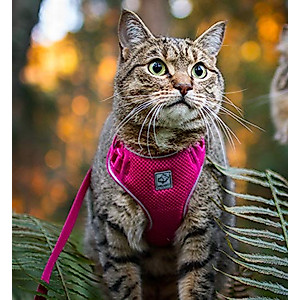 RC Pet Products Adventure Kitty Harness, Cat Walking Harness, Medium, Teal (53804015)