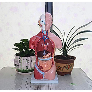 Human Torso Body Anatomy Model - 11 inch, 15 Parts Organ Structure Model for School Medical Education