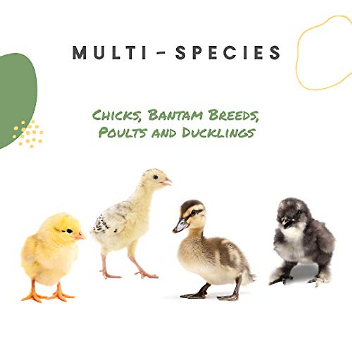 Manna Pro Chick Grit | Digestive Supplement for Young Poultry and Bantam Breed | Probiotics to Support Digestion | No Artificial Ingredients or Preservatives | Insoluble Crushed Granite | 5 Pounds