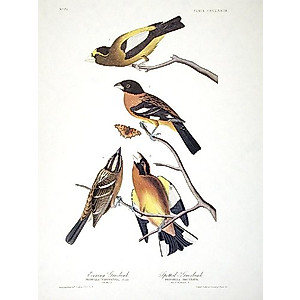 Evening Grosbeak, Spotted Grosbeak. From"The Birds of America" (Amsterdam Edition)
