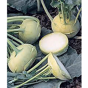 Kohlrabi Seed, Early White Vienna, Heirloom, Non GMO, 25 Seeds,