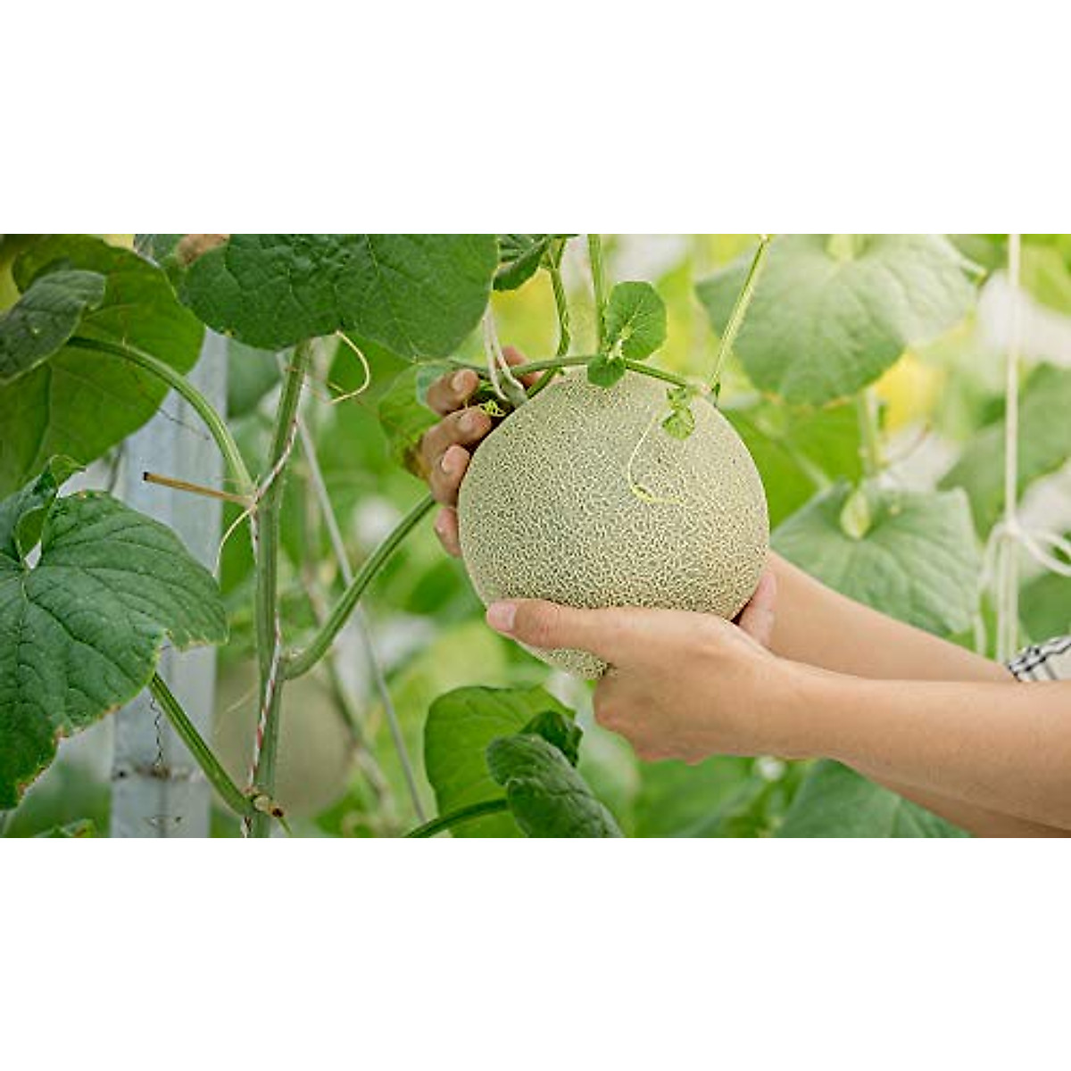 Imperial 45 Cantaloupe Seeds, 50+ Heirloom Seeds Per Packet, (Isla's ...