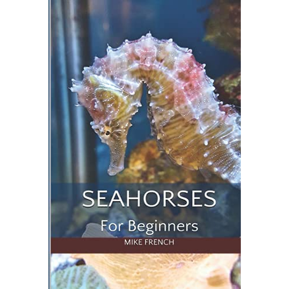 Seahorses For Beginners