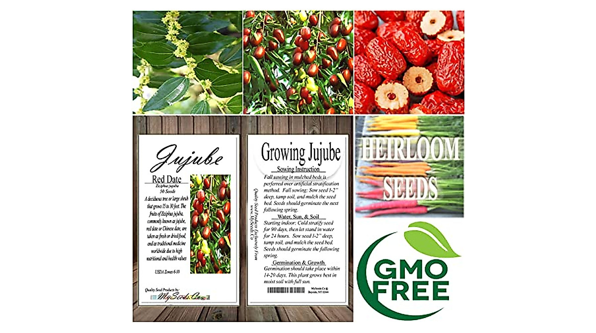 MySeeds.Co - BIG PACK Seeds Big Pack Survival Flower Fruit Garden Seeds ...