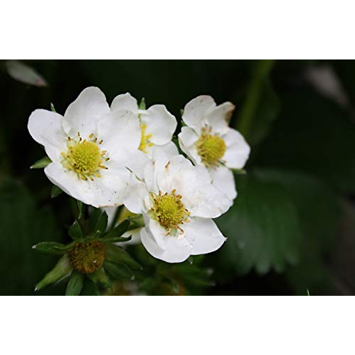 1087-Dwarf Honey Fig (Ficus carica) Seeds by Robsrareandgiantseeds UPC0764425786764 Non-GMO,Organic,Historic,Bonsai, 1087 Package of 5 Seeds