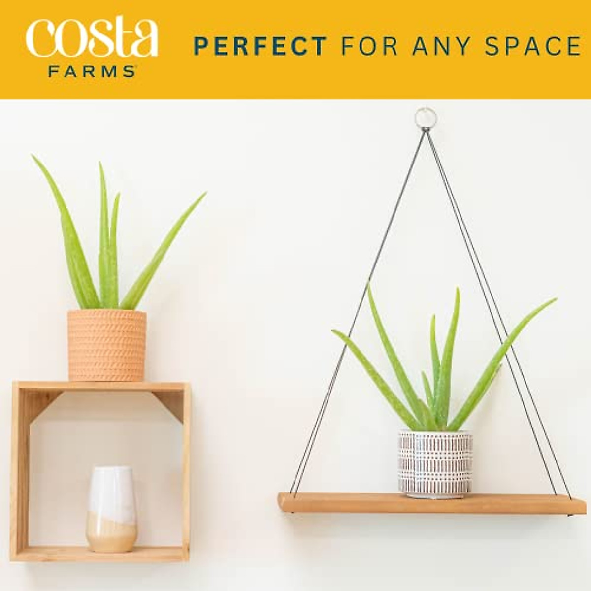 Costa Farms Aloe Vera (2 Pack), Live Succulent Plant, Easy Care Indoor Houseplant in Grower Pot, Natural Room Air Purifier in Soil, Living Room or Office Décor, New House Warming Gift, 12-Inches Tall