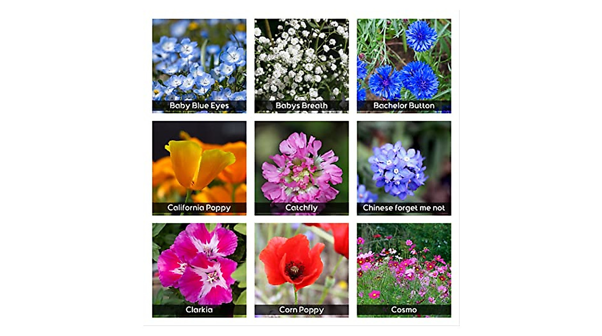 Wildflower Seeds Bulk Pack - 35 Varieties for Pollinator Gardens