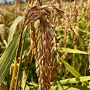 QAUZUY GARDEN 20 Premium Seeds Rice Carolina Gold Seeds Ornamental Herb Seeds to Plant Indoor Outdoor Survival Gear Food Seeds Easy to Grow