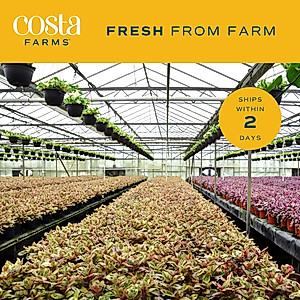 Costa Farms Chinese Evergreen, Easy to Grow Live Indoor Plant Aglaonema, Houseplant Potted in Indoors Garden Plant Pot, Potting Soil Mix, Gift for New Home, Office, Room or Home Décor, 1-2 Feet Tall