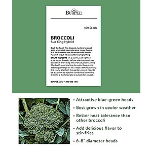 Burpee Sun King Broccoli Seeds 400 seeds