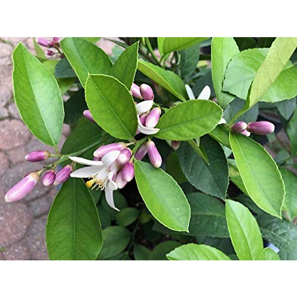 Meyer Lemon Tree 6" To 10" Live Plant