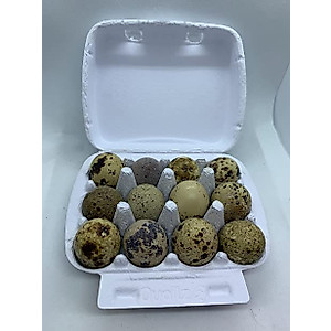 Fresh Quail Eggs(24)
