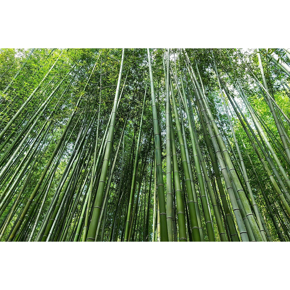 Giant Bamboo Seeds for Planting - 500+ Bamboo Seeds Exotic and Fast Growing Giant Bamboo, Privacy Screen